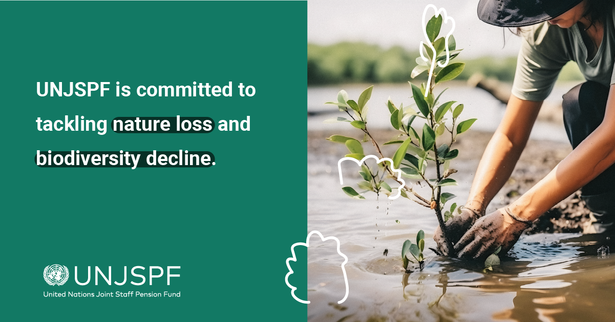 Six ways the UN Pension Fund is leading the way on sustainable ...